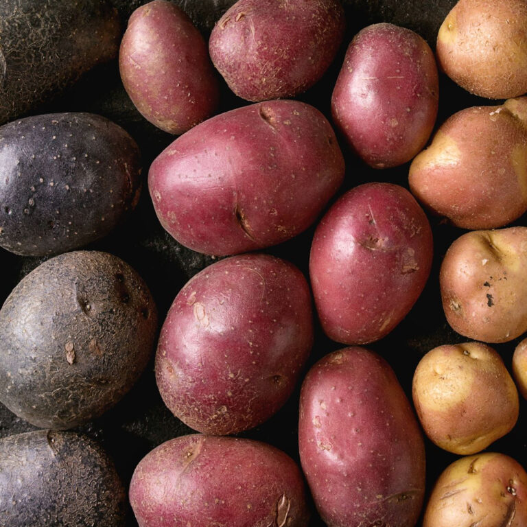 Busch Gardens Christmas Town 2022 - Moneywise Moms